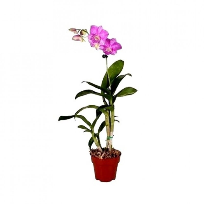 Orchid mix color,Dendrobium Orchid ,Orchidaceae-plant in Indoor plants ...